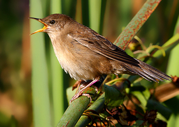 苇莺亚科 Acrocephalinae 蓝色动物学（中国动物学科普）